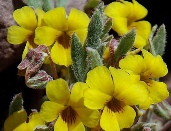 Monografía de Viola subgénero Andinium – Sociedad de Botánica de Chile